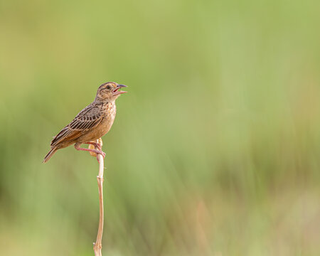 Imágenes de "Bush Lark": descubre bancos de fotos, ilustraciones ...