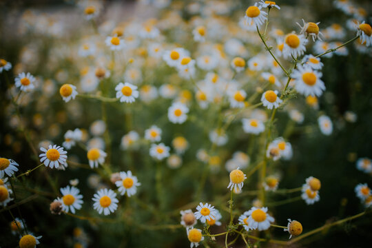 รูปภาพDainty – เลือกดูภาพถ่ายสต็อก เวกเตอร์ และวิดีโอ369,795 | Adobe Stock