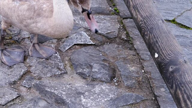 Anseriformes Images – Browse 18,057 Stock Photos, Vectors, and Video ...