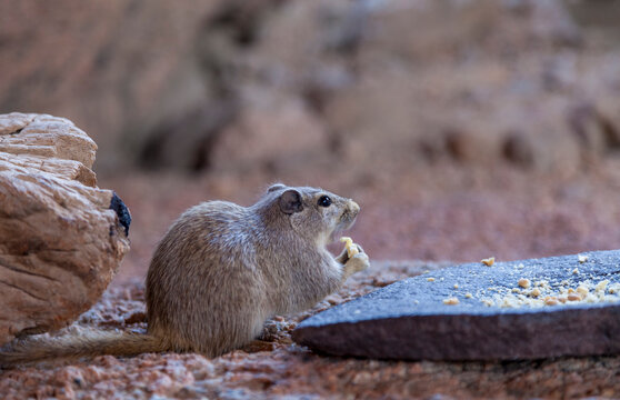 Noki Bilder – Durchsuchen 489 Archivfotos, Vektorgrafiken und Videos ...