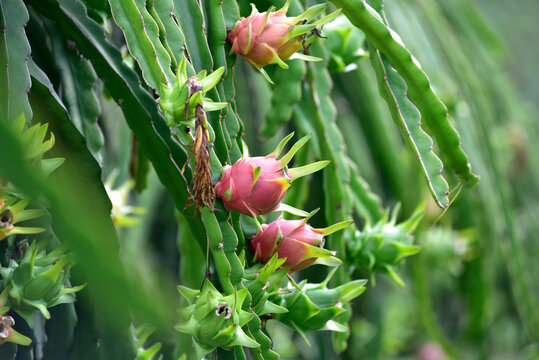 "Dragon Fruit Tree" Images – Browse 229 Stock Photos, Vectors, and ...
