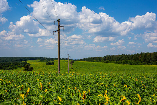 Obrázky Pole – procházejte fotografie, vektory a videa 2,274,999 ...