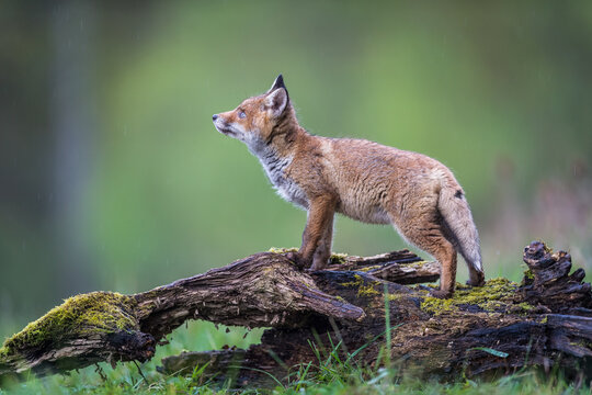 รูปภาพRenardeau – เลือกดูภาพถ่ายสต็อก เวกเตอร์ และวิดีโอ340 | Adobe Stock