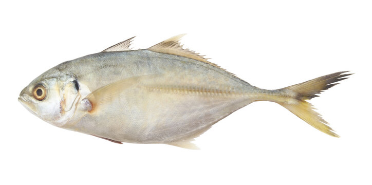 รูปภาพYellowtail – เลือกดูภาพถ่ายสต็อก เวกเตอร์ และวิดีโอ5,987 | Adobe ...