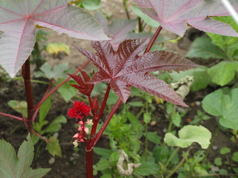 Rizinusstrauch Bilder – Durchsuchen 792 Archivfotos, Vektorgrafiken und ...