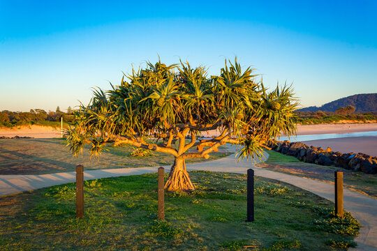 Pandanas Images – Browse 58 Stock Photos, Vectors, and Video | Adobe Stock