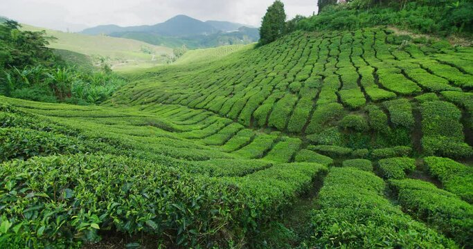 Boh Images – Browse 3,254 Stock Photos, Vectors, and Video | Adobe Stock