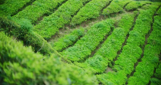 Boh Images – Browse 3,254 Stock Photos, Vectors, and Video | Adobe Stock