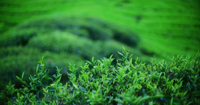 Boh Images – Browse 3,254 Stock Photos, Vectors, and Video | Adobe Stock