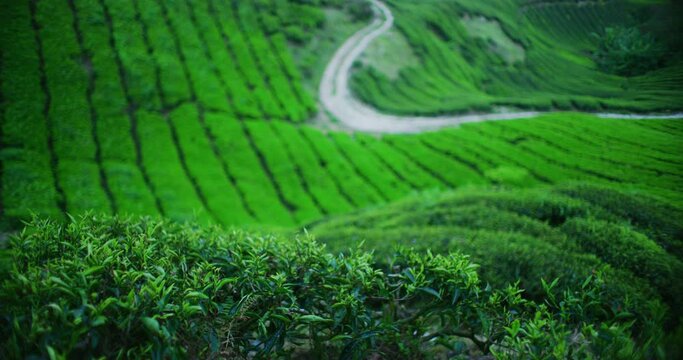 Boh Images – Browse 3,254 Stock Photos, Vectors, and Video | Adobe Stock