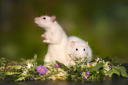 Farbratte Bilder – Durchsuchen 5,164 Archivfotos, Vektorgrafiken und ...