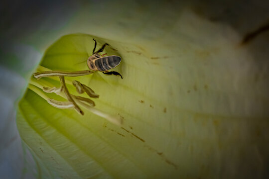 Ralph Lear photos, images, assets | Adobe Stock