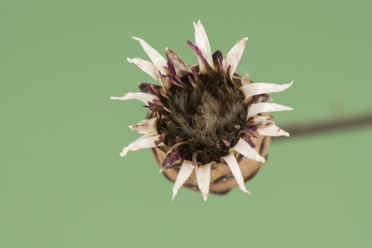 Imágenes de Escobajo: descubre bancos de fotos, ilustraciones, vectores ...