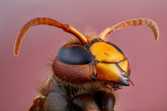 "Insect Mandible" Images – Browse 1,941 Stock Photos, Vectors, and ...