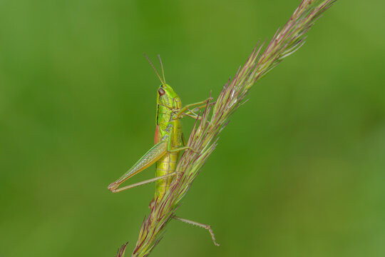 "Syn Bilder – Durchsuchen 4,334 Archivfotos, Vektorgrafiken und Videos ...