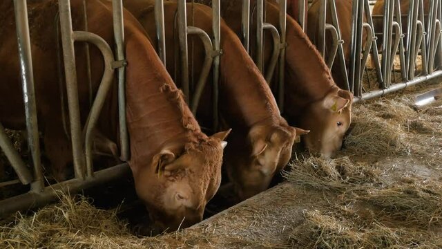 Forage Video Footage – Browse 35,011 HD Stock Video and Footage | Adobe ...