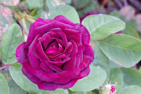 "French Rose" Images – Browse 2,662 Stock Photos, Vectors, and Video ...