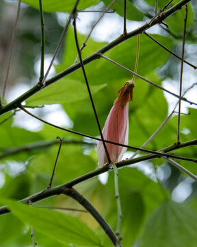 Otterrute Bilder – Durchsuchen 103 Archivfotos, Vektorgrafiken und ...