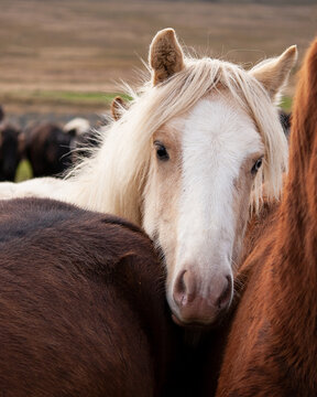 「Falbe」の画像 - 948 件の Stock 写真、ベクターおよびビデオ | Adobe Stock