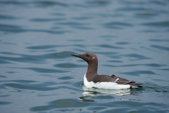 รูปภาพUria – เลือกดูภาพถ่ายสต็อก เวกเตอร์ และวิดีโอ2,804 | Adobe Stock