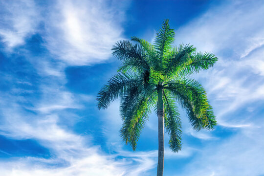 รูปภาพPalmiche – เลือกดูภาพถ่ายสต็อก เวกเตอร์ และวิดีโอ1,934 | Adobe Stock