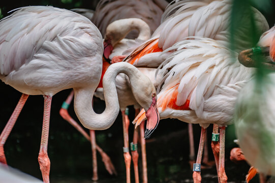 "Tropical Life" Images – Browse 662 Stock Photos, Vectors, and Video ...