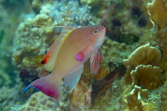 รูปภาพPseudanthias – เลือกดูภาพถ่ายสต็อก เวกเตอร์ และวิดีโอ1,314 ...
