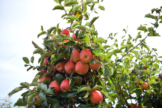 "Apple Trees" bilder – Bläddra bland 26,403 stockfoton, vektorer och ...