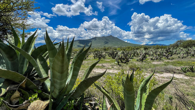 Pulque Bilder – Durchsuchen 612 Archivfotos, Vektorgrafiken und Videos ...