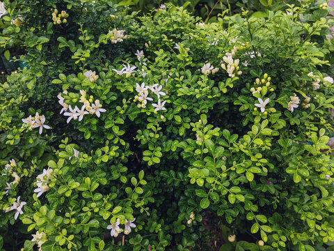 「Muraya」の写真素材 | 21件の無料イラスト画像 | Adobe Stock