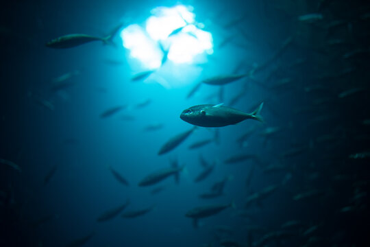 "Shoaling Fish" Bilder – Durchsuchen 28,352 Archivfotos, Vektorgrafiken ...