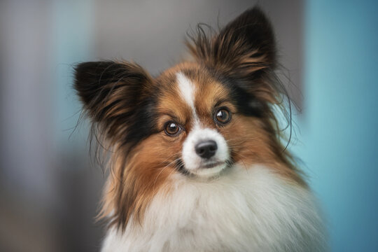 Butterfly-Dog Bilder – Durchsuchen 590 Archivfotos, Vektorgrafiken und ...