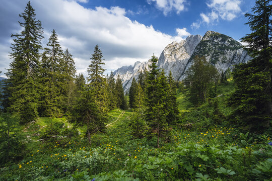 Free Trees Images – Browse 60,520 Free Stock Photos, Vectors, and Video ...