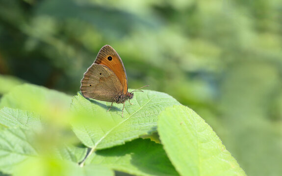 รูปภาพButerfly – เลือกดูภาพถ่ายสต็อก เวกเตอร์ และวิดีโอ2,232 | Adobe Stock