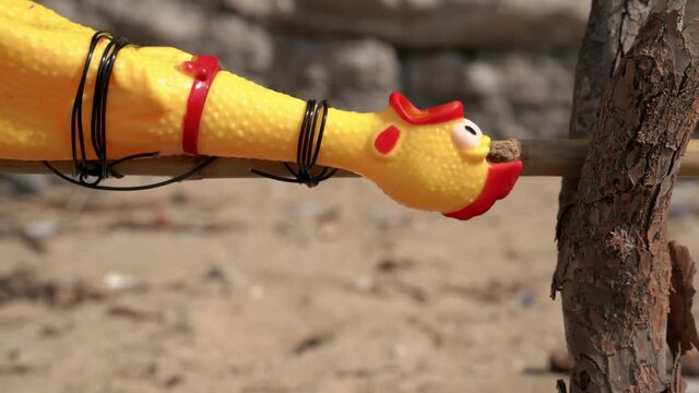 "Rubber Chicken" Images – Browse 378 Stock Photos, Vectors, and Video ...