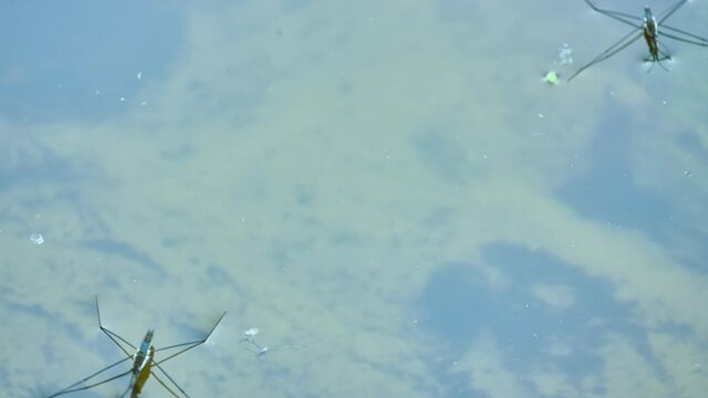 Gerridae Images – Browse 6,659 Stock Photos, Vectors, and Video | Adobe ...