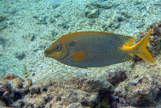 รูปภาพRabbitfish – เลือกดูภาพถ่ายสต็อก เวกเตอร์ และวิดีโอ1,372 | Adobe ...