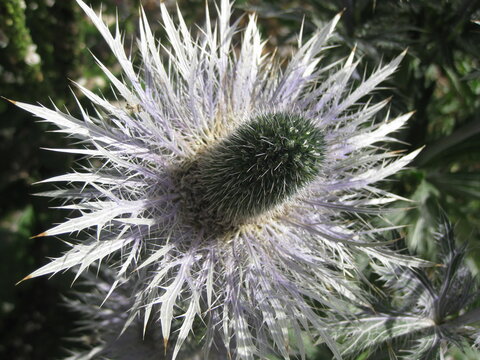 รูปภาพZackig – เลือกดูภาพถ่ายสต็อก เวกเตอร์ และวิดีโอ1,108 | Adobe Stock