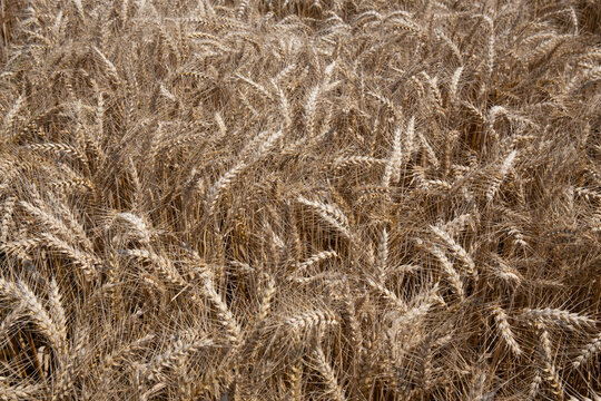 Weichweizen - Images et vidéos libres de droits | Adobe Stock