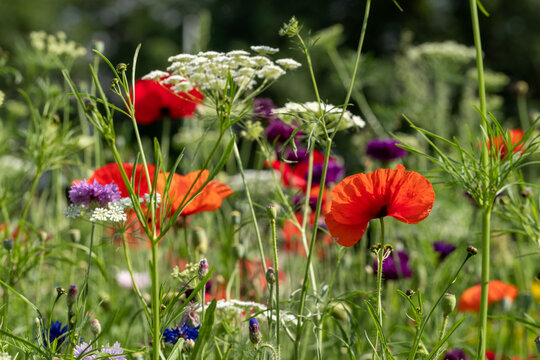 Pinn Images – Parcourir 993 le catalogue de photos, vecteurs et vidéos ...
