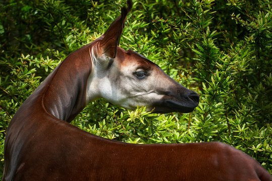 รูปภาพOkapi – เลือกดูภาพถ่ายสต็อก เวกเตอร์ และวิดีโอ1,678 | Adobe Stock