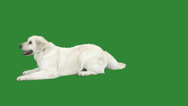 Labrador Jumping Images – Browse 15,925 Stock Photos, Vectors, and ...