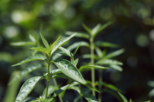 Kalmegh Images – Browse 38 Stock Photos, Vectors, and Video | Adobe Stock