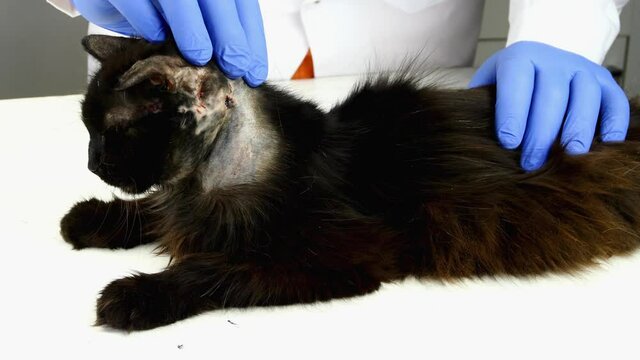 Disadvantaged Images – Browse 31,701 Stock Photos, Vectors, and Video ...