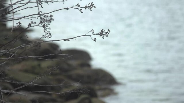 รูปภาพSurro – เลือกดูภาพถ่ายสต็อก เวกเตอร์ และวิดีโอ41 | Adobe Stock