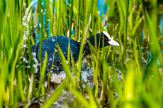 Froscheier Bilder – Durchsuchen 547 Archivfotos, Vektorgrafiken und ...