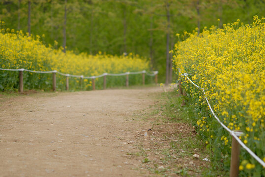 "Flower Road" Images – Browse 668 Stock Photos, Vectors, and Video ...