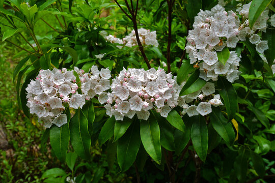 「Kalmia」の写真素材 | 510件の無料イラスト画像 | Adobe Stock