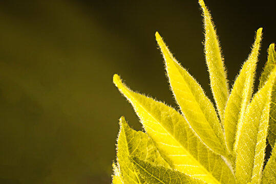 Engrass Images – Browse 6 Stock Photos, Vectors, and Video | Adobe Stock