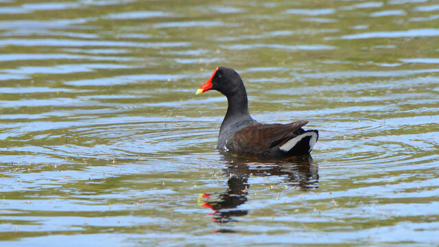 「Water-Hen」の写真素材 | 122件の無料イラスト画像 | Adobe Stock